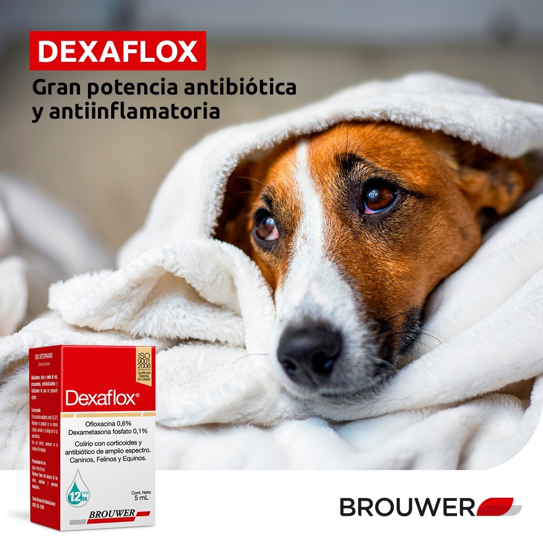 Dexaflox 5ml 41116 15,990.00